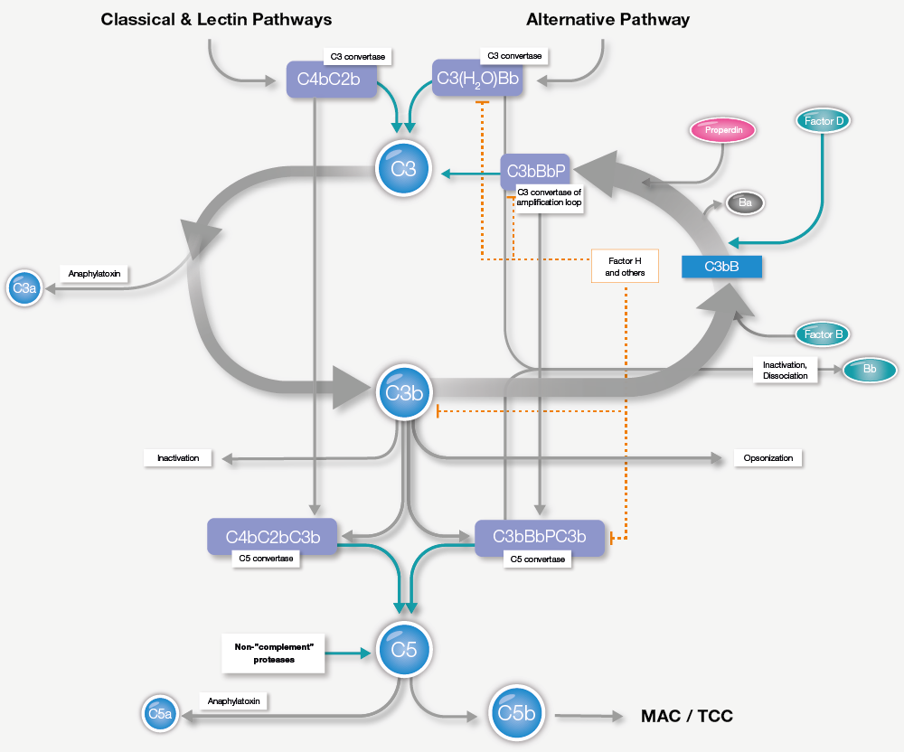 Properdin functional and quantitative assays: a new bi-dimensional tool boosting the next ...